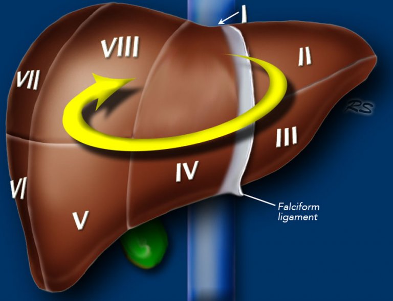 The Radiology Assistant : Liver - Segmental Anatomy