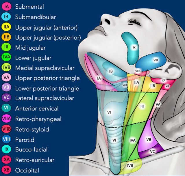 The Radiology Assistant Cervical Lymph Node Map 2023 